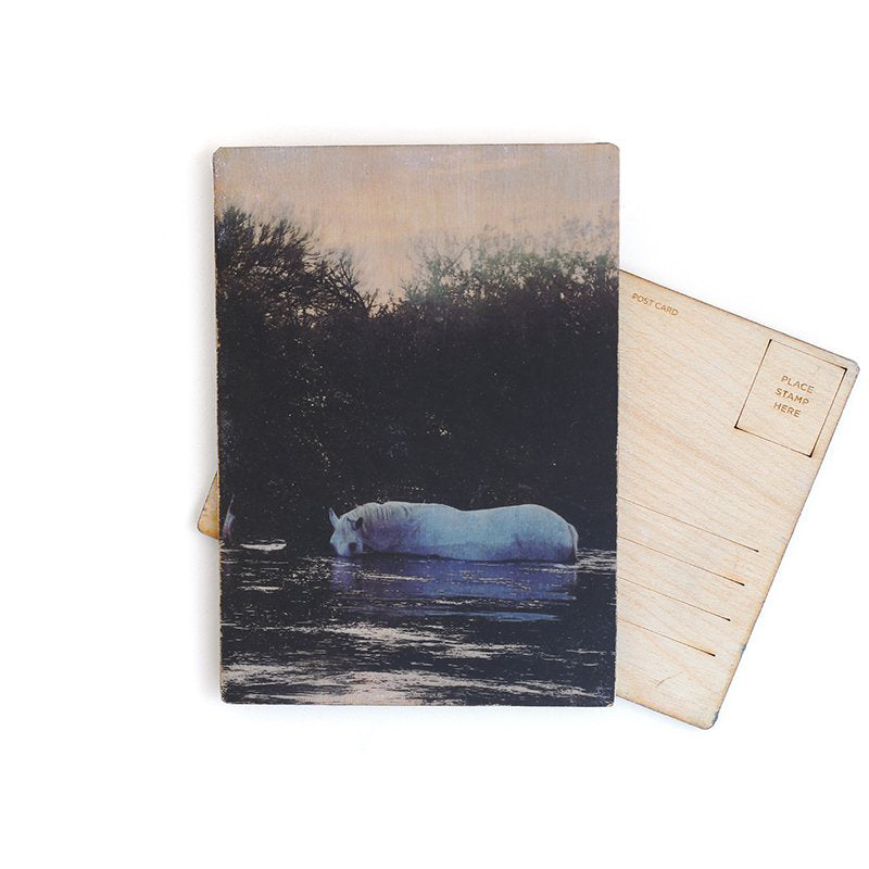 Salt River Horses postcard by Lisa Olson – Practical Art